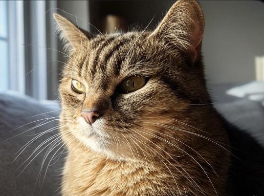 Estos son los beneficios de tener un gato en casa, según la ciencia ...